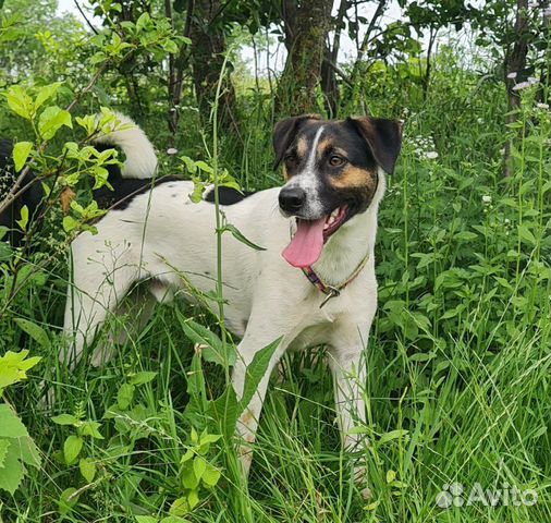 Собака ищет дом