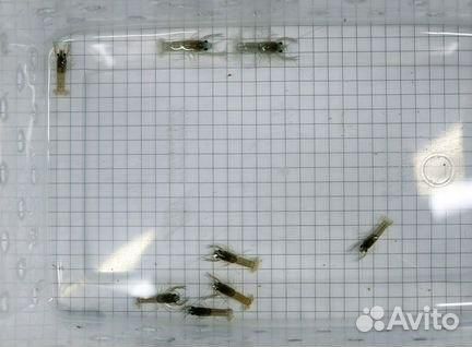 Рак Ябби аккр