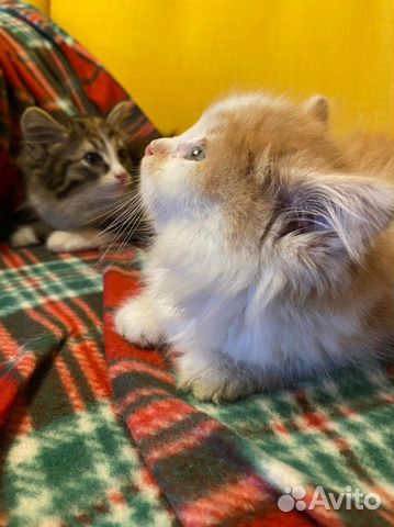 Сладкие котята ищут дом