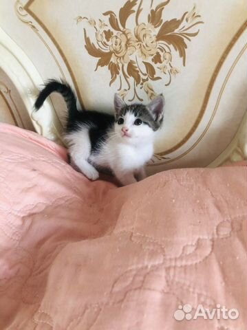 Котенок в добрые руки