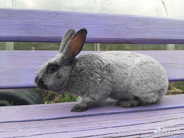 Кролик