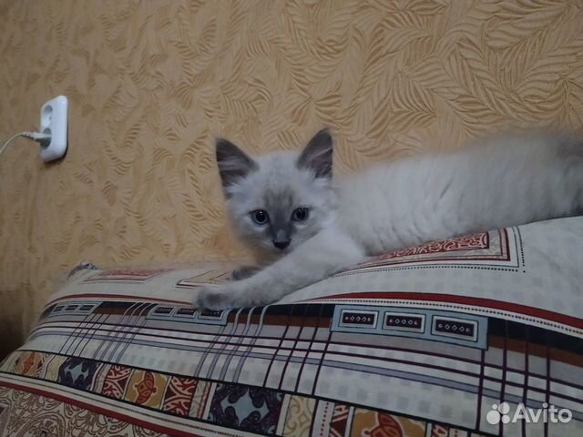 Рэгдолл кошка