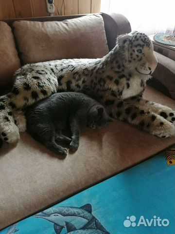 Кошечка в добрые руки