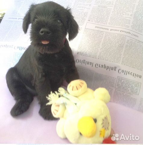 Черненькая девочка цвергшнауцера