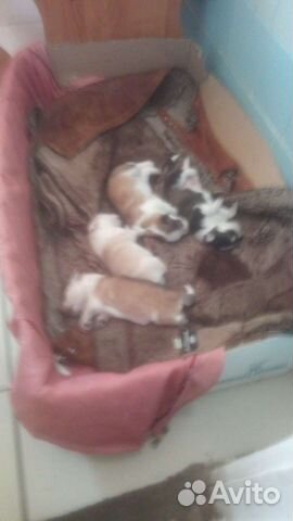 Щенки, две недели. Если заинтересованы то напишите