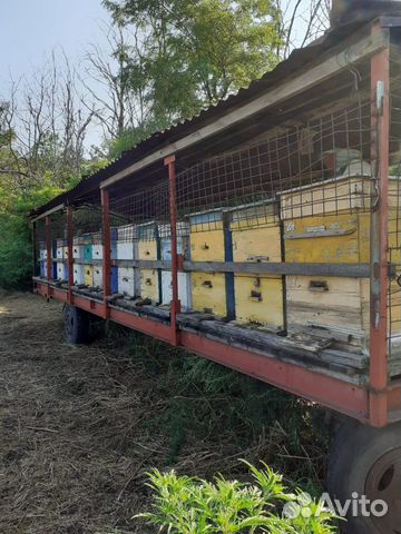 Пасека, пчелосемьи