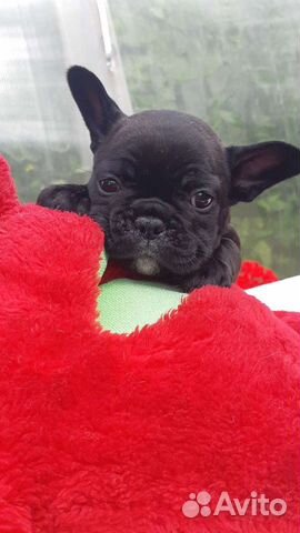 Самая красивая француженка