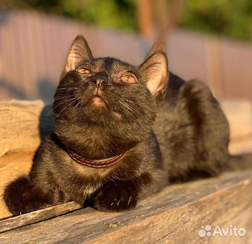 Котенок в добрые руки