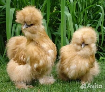 Шелковая китайская курица