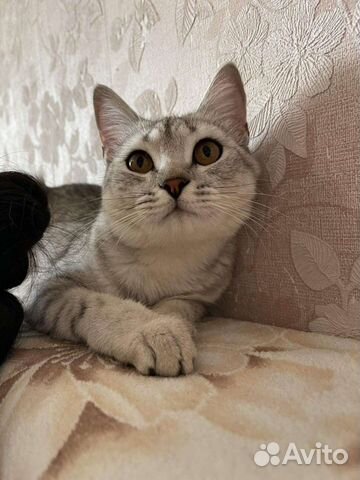 Британская кошка