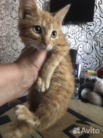 Кот