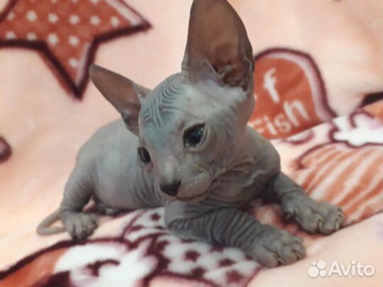 Элитный котенок сфинкс