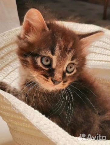 Котята метисы