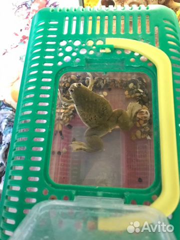 Шпорцевая лягушка