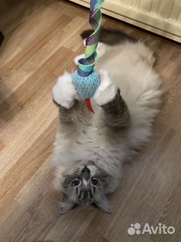 Кот в добрые руки