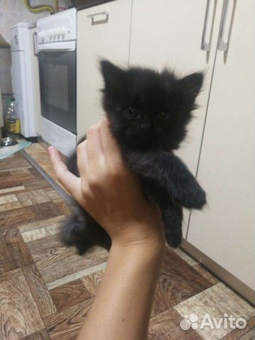 Сибирский котёнок