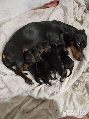 Щенки таксы