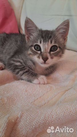 Ласковый Котик