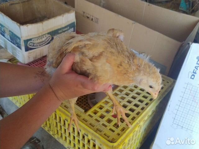 Подрощиные цыплята