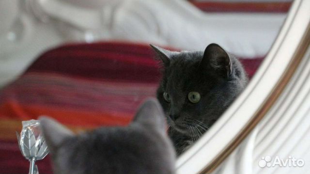 Любвеобильная кошечка