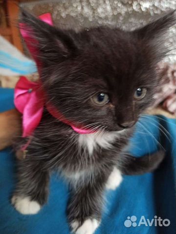 Котики и Кошечки(2 мес) в дар