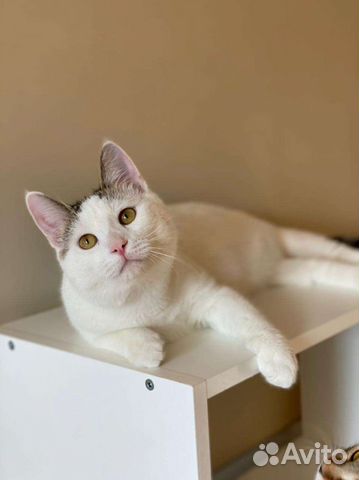 Суперласковый котик Гоша
