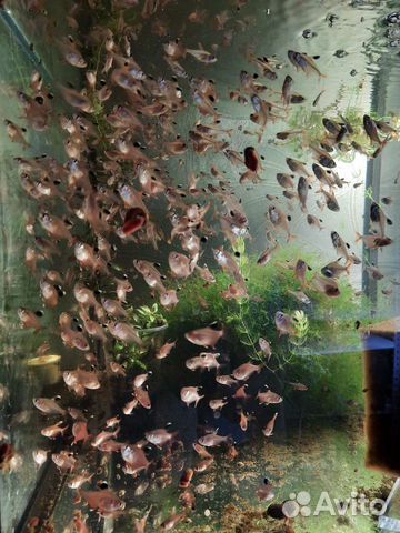 Орнатус обыкновенный белоплавничный