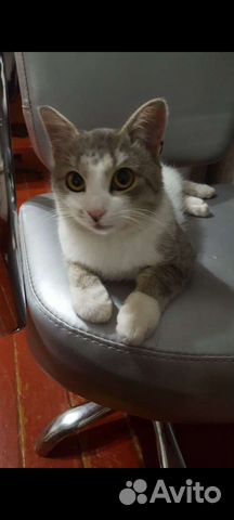 Кот мишка 10 месяцев