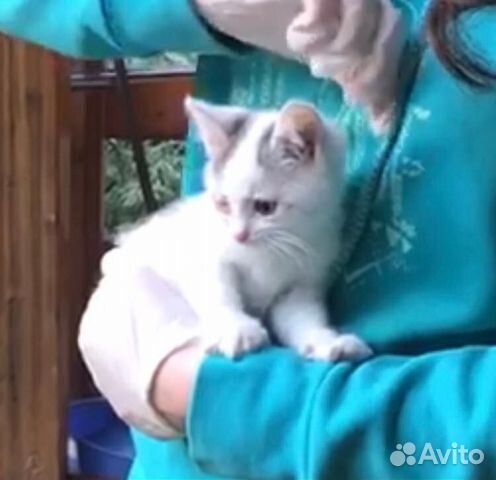 Отдам милого воспитанного котенка (2 месяца)