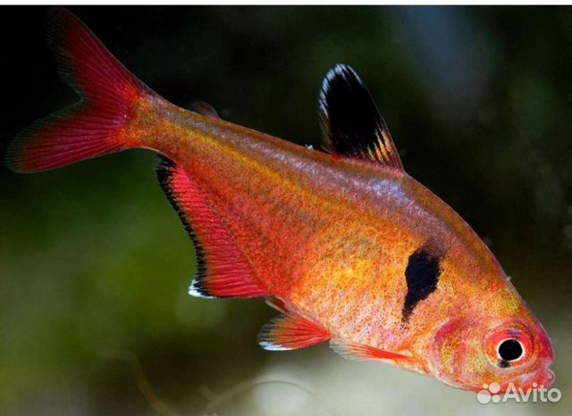 Аквариумные рыбки