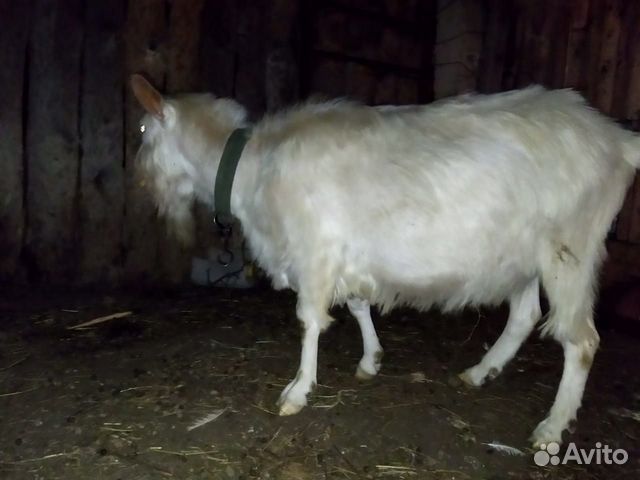 Козел зааненский