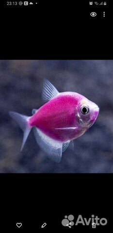 Терниция 1,3 данио,и 1 улитка