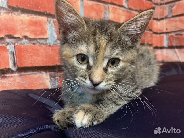 Котенок Полли 3 мес ищет дом