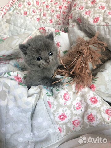 Британские котята