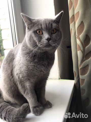 Кот на случку