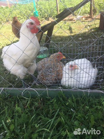 Куры бресс гальские