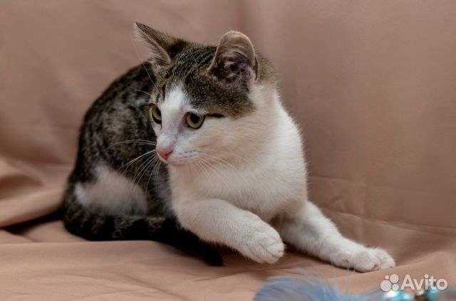 Котенок Шакира