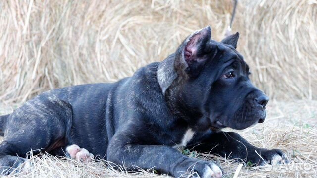 Big тигровая девочка Кане Корсо