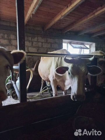 Коровы дойные 8 голов