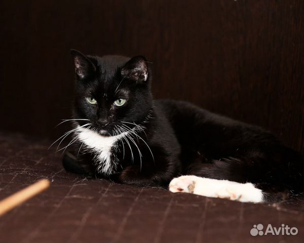 Статная Красавица Бэлле В Дар В Добрые Руки