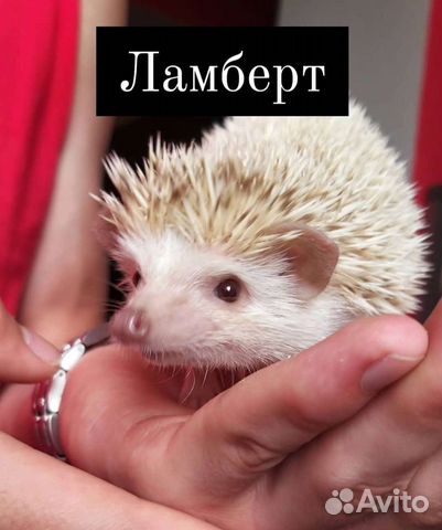 Самец вязка