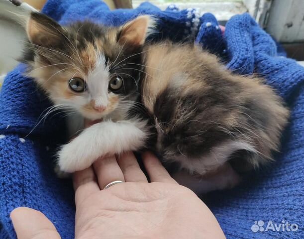 Шустрая мурлыка Шуша 1 мес в добрые руки в дар