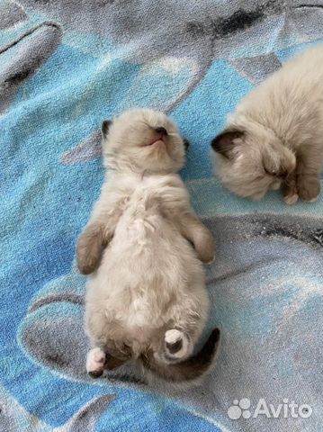 Котята рэгдолл