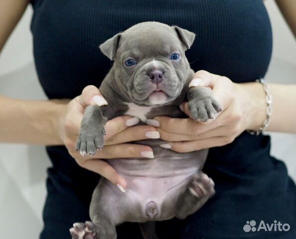 Америкаснкий булли голубая покет