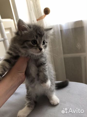 Кошка невская маскарадная