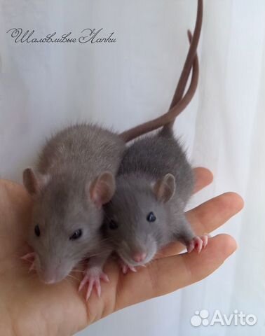 Крыски сестрички и крысёнок папенькин сыночек