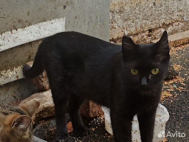 Кошечка в добрые руки