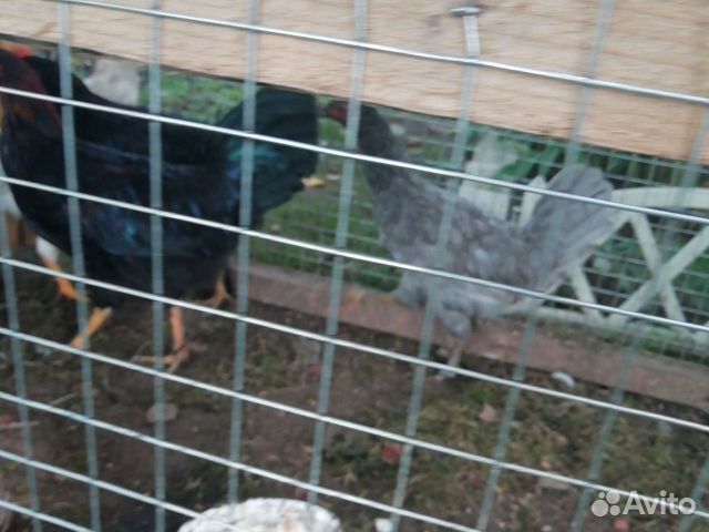 Молоденькие петушок в обмен на курочку