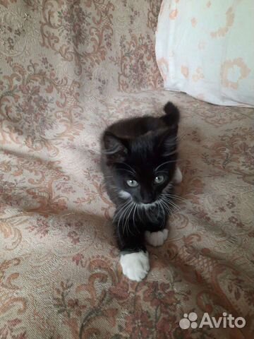 Котята в добрые руки бесплатно