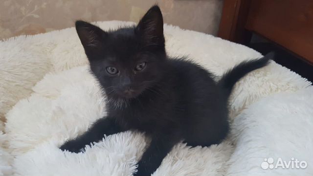 Котята- зверята